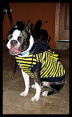 Harry The Bee | The Runaway Mama by Jen Gregory